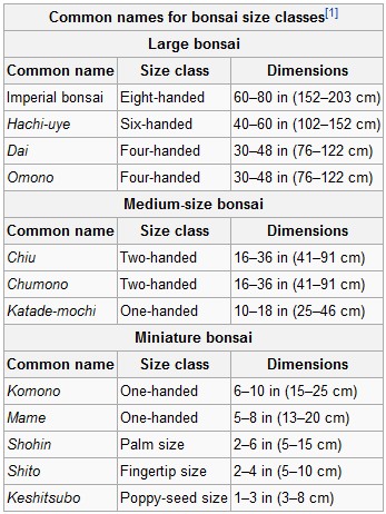 Bonsai Sizes!!! | Bonsai Eejit