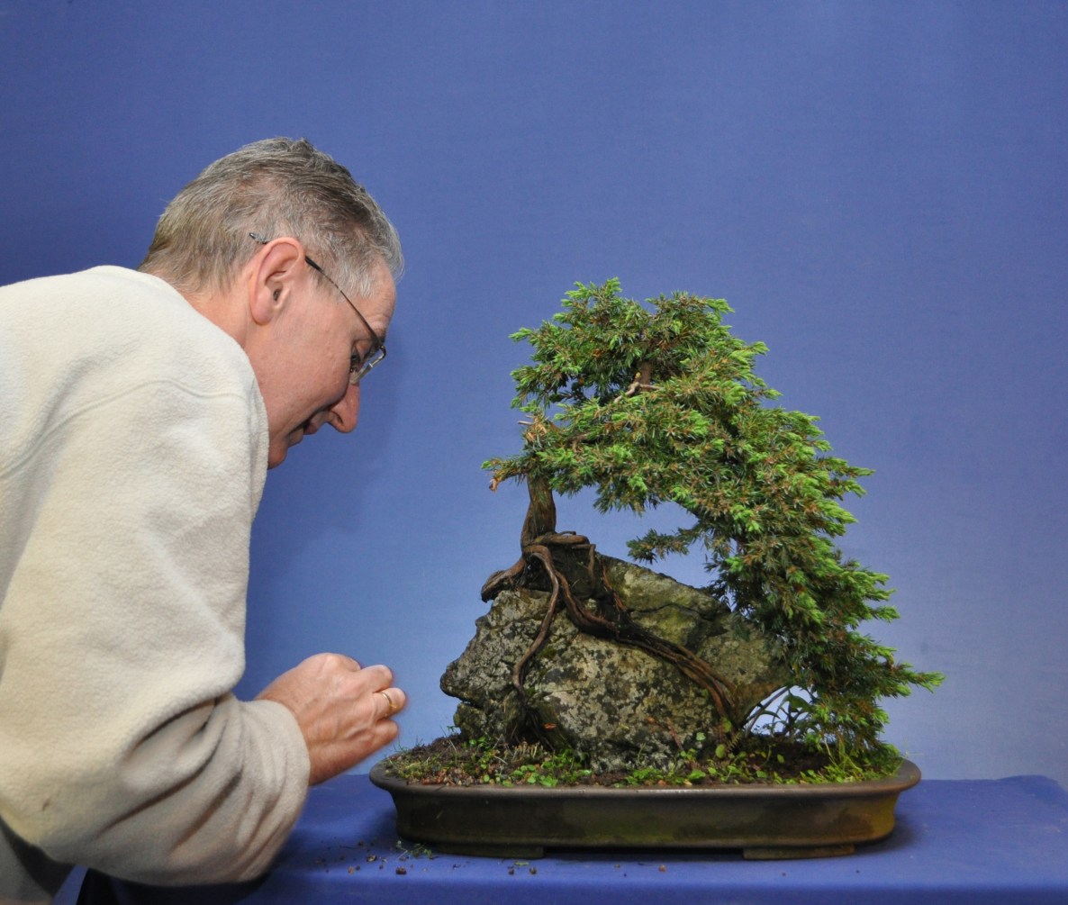 Root Over Rock Juniper | Bonsai Eejit