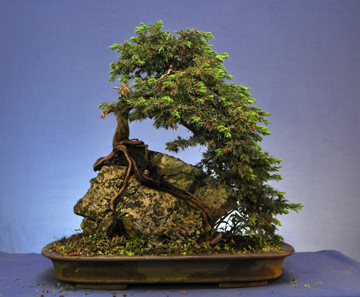 Root Over Rock Juniper | Bonsai Eejit