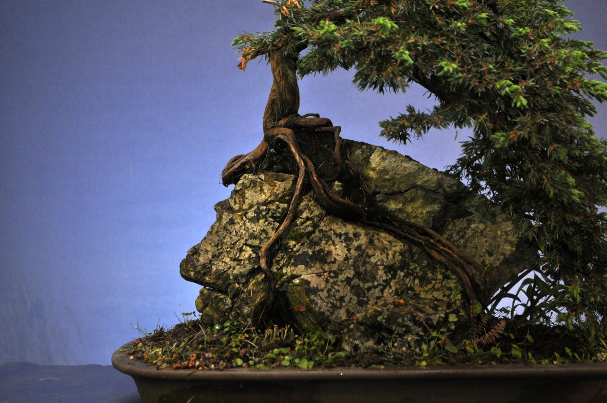 Root Over Rock Juniper | Bonsai Eejit