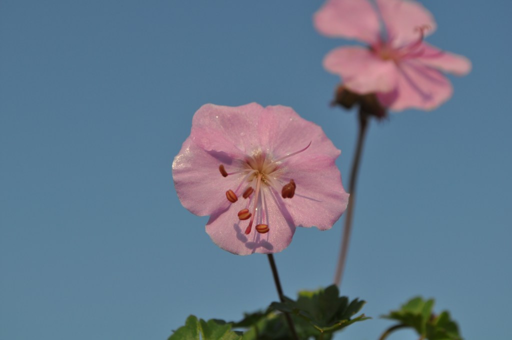 Accent of the Day – Geranium | Bonsai Eejit