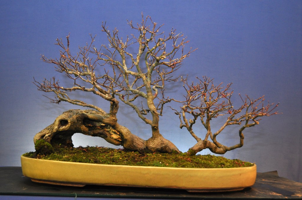 raft | Bonsai Eejit