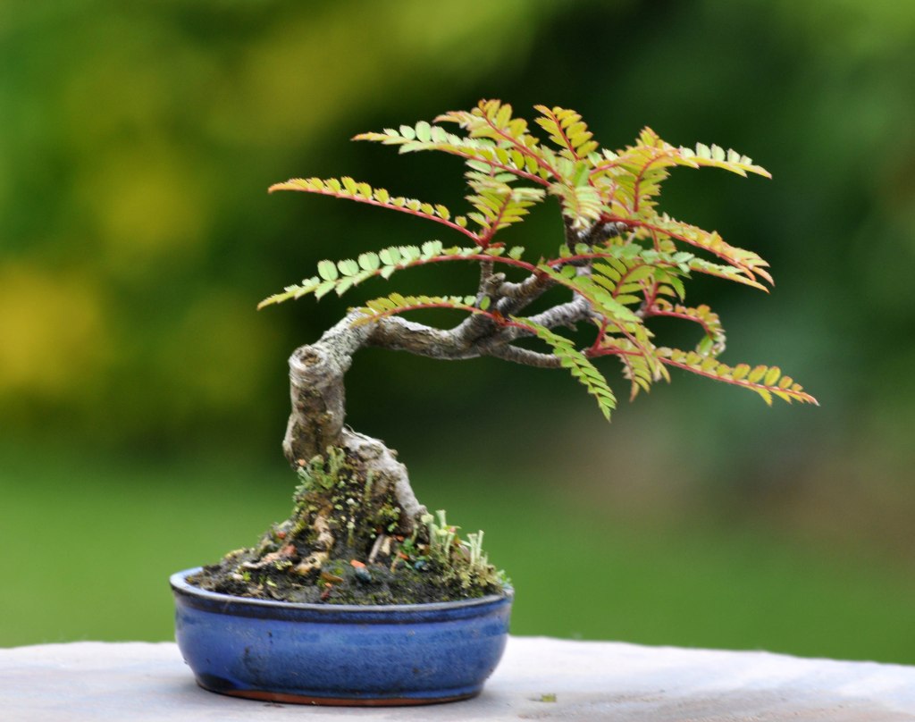 Sorbus Reducta Then and Now | Bonsai Eejit