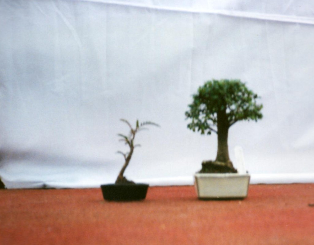 Sorbus Reducta Then and Now | Bonsai Eejit