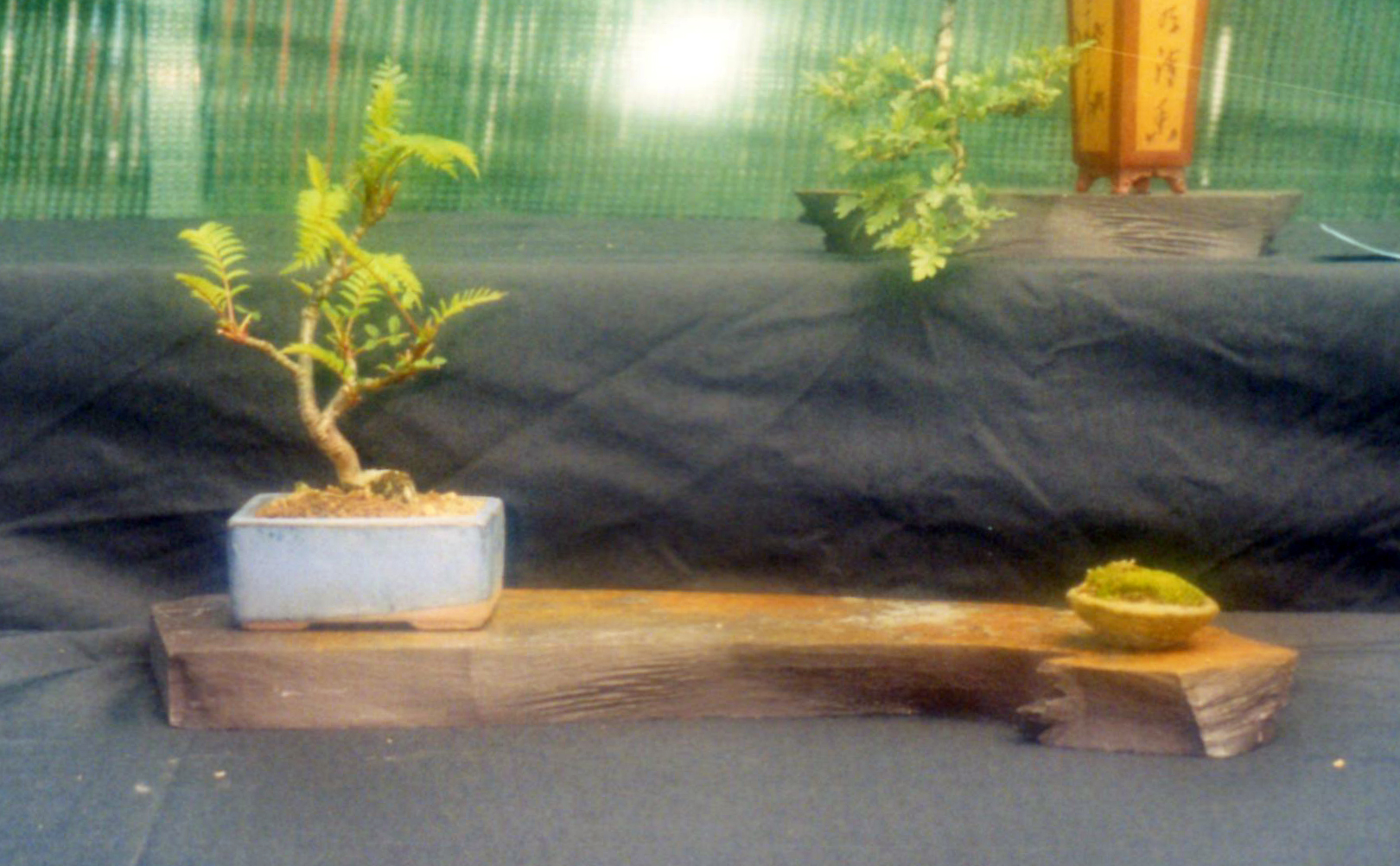 Sorbus Reducta Then and Now | Bonsai Eejit