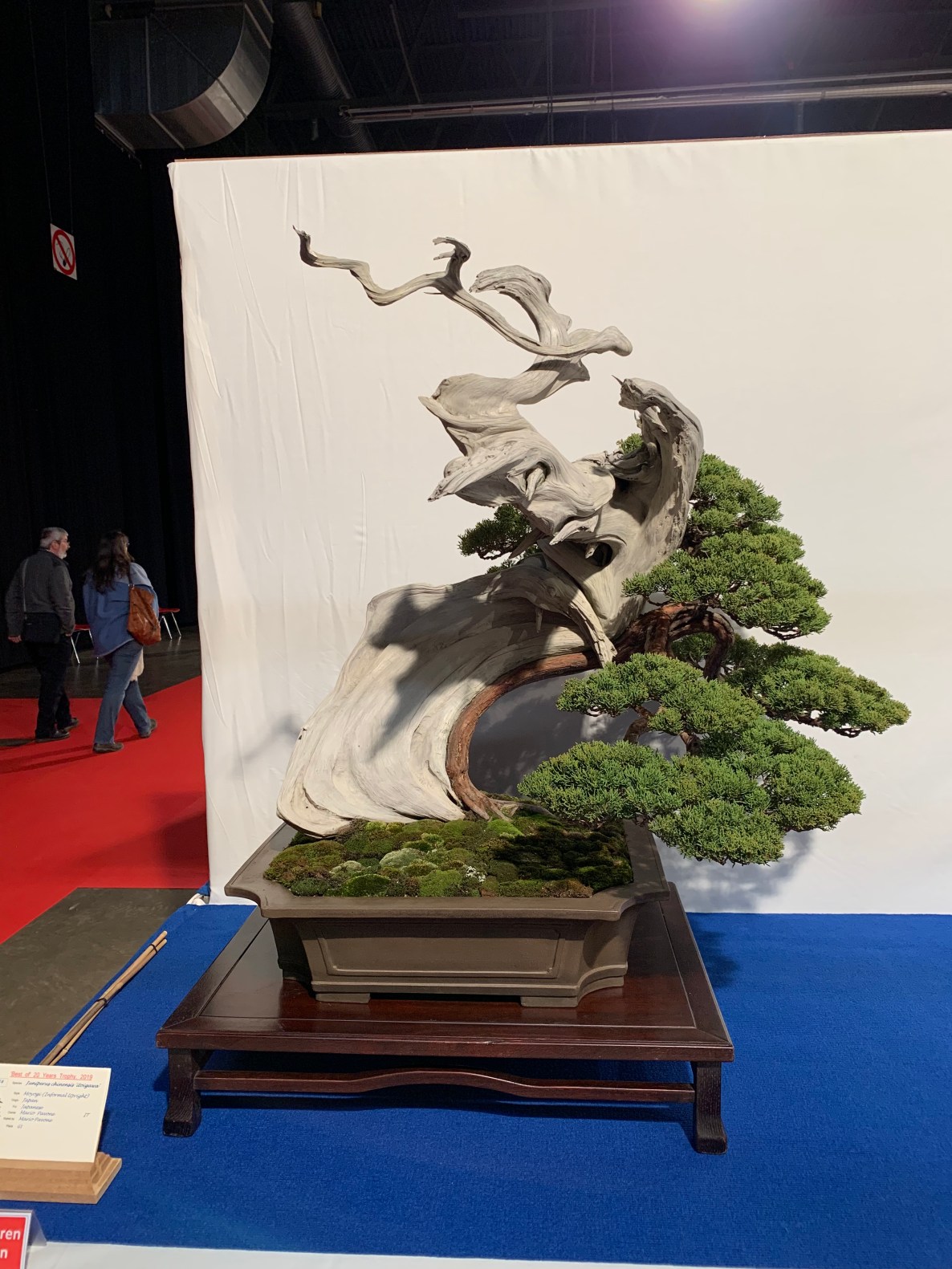 Trophy Trees | Bonsai Eejit