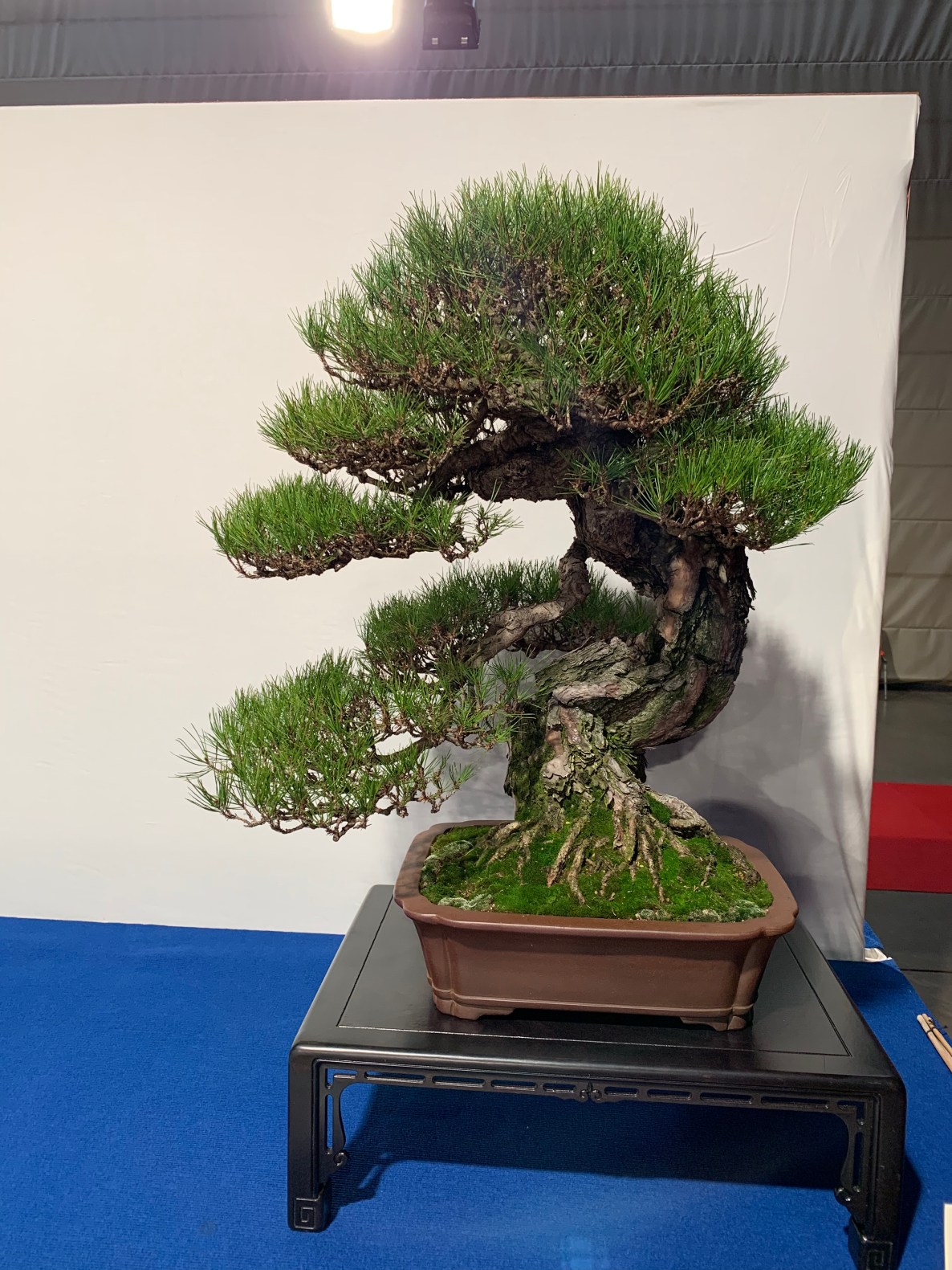 Trophy Trees | Bonsai Eejit
