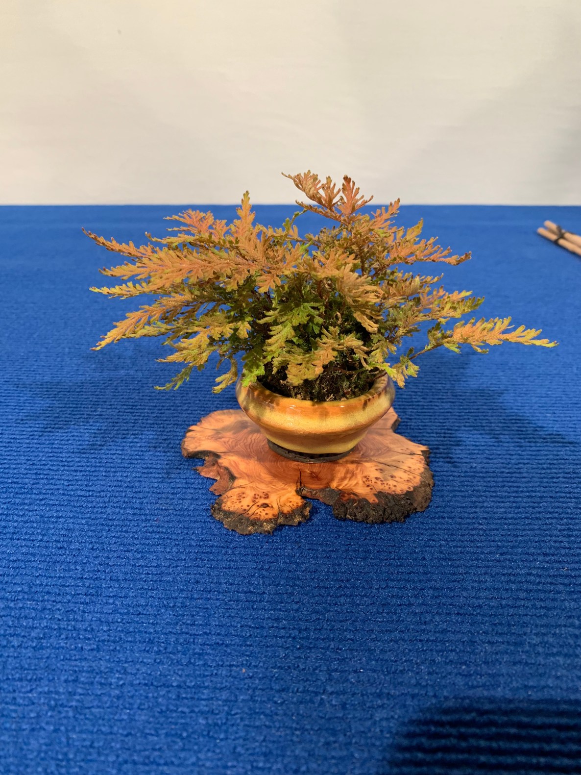 Trophy Trees | Bonsai Eejit