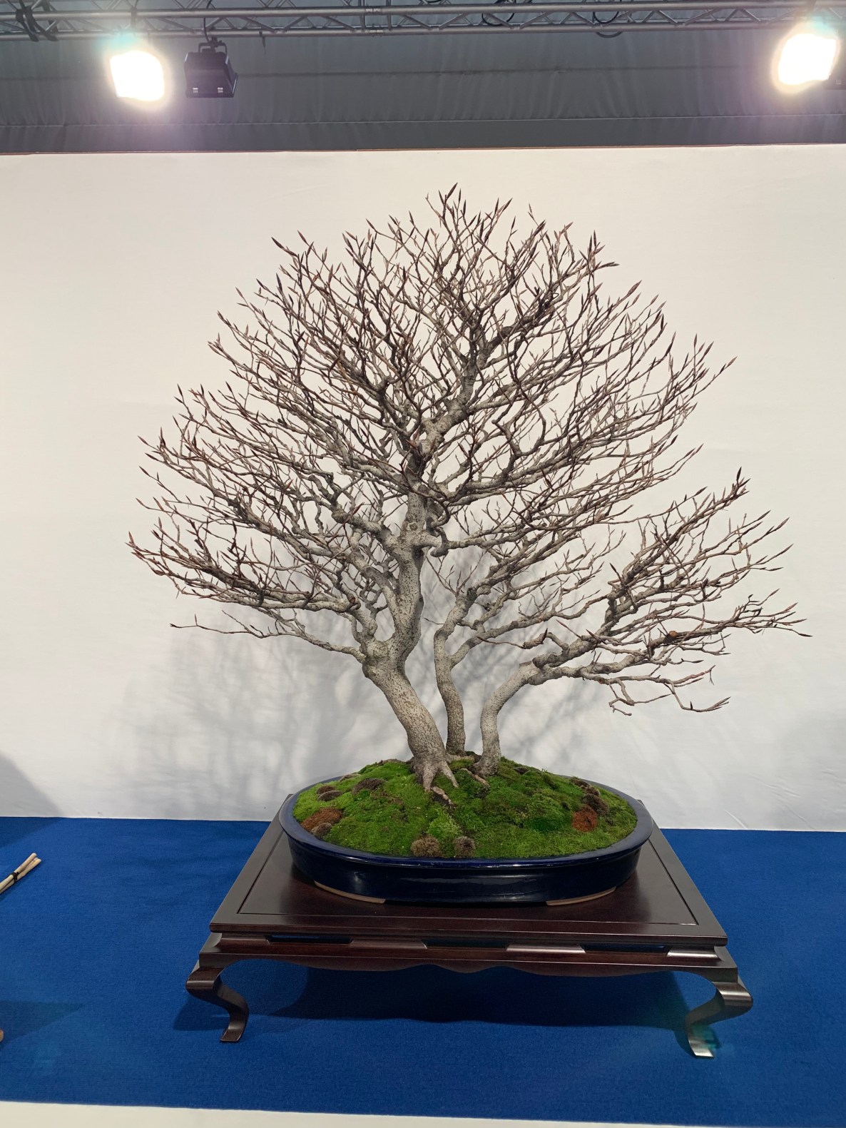 Trophy Trees | Bonsai Eejit