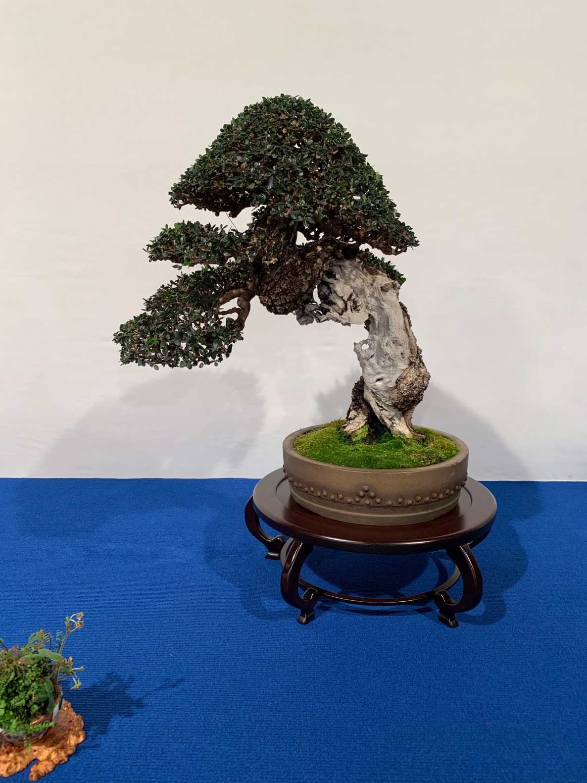 Trophy Trees | Bonsai Eejit