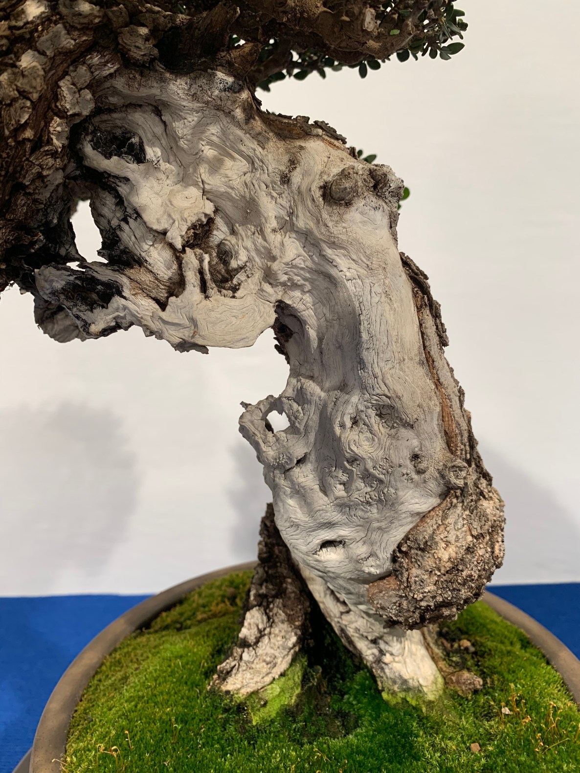 Trophy Trees | Bonsai Eejit