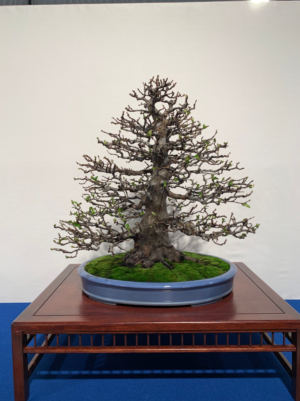 Trophy Trees | Bonsai Eejit