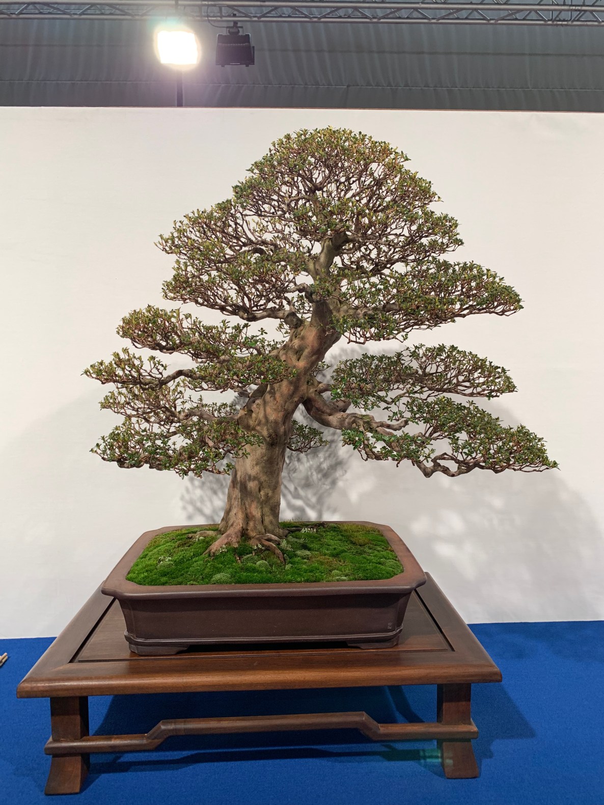 Trophy Trees | Bonsai Eejit