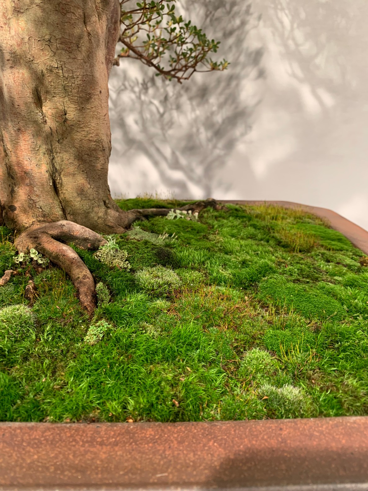 Trophy Trees | Bonsai Eejit