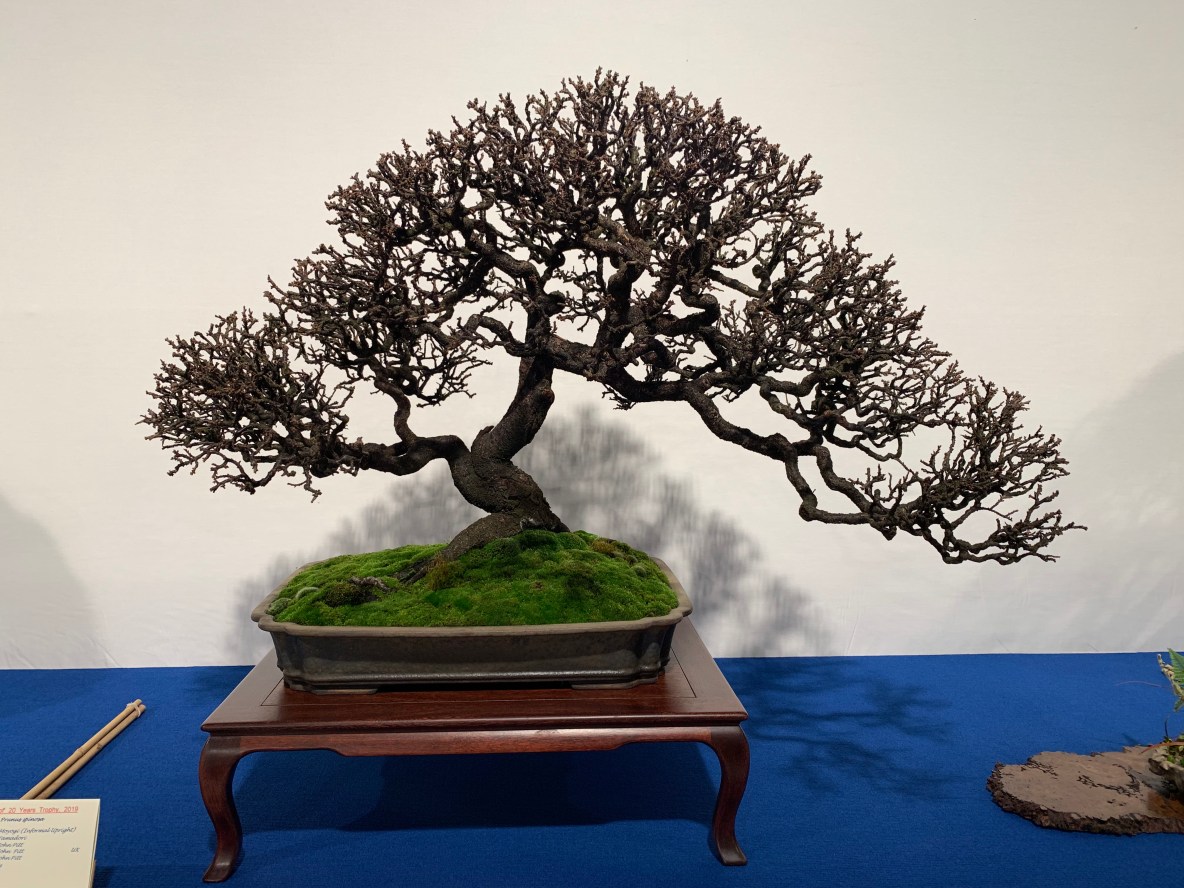 Trophy Trees | Bonsai Eejit