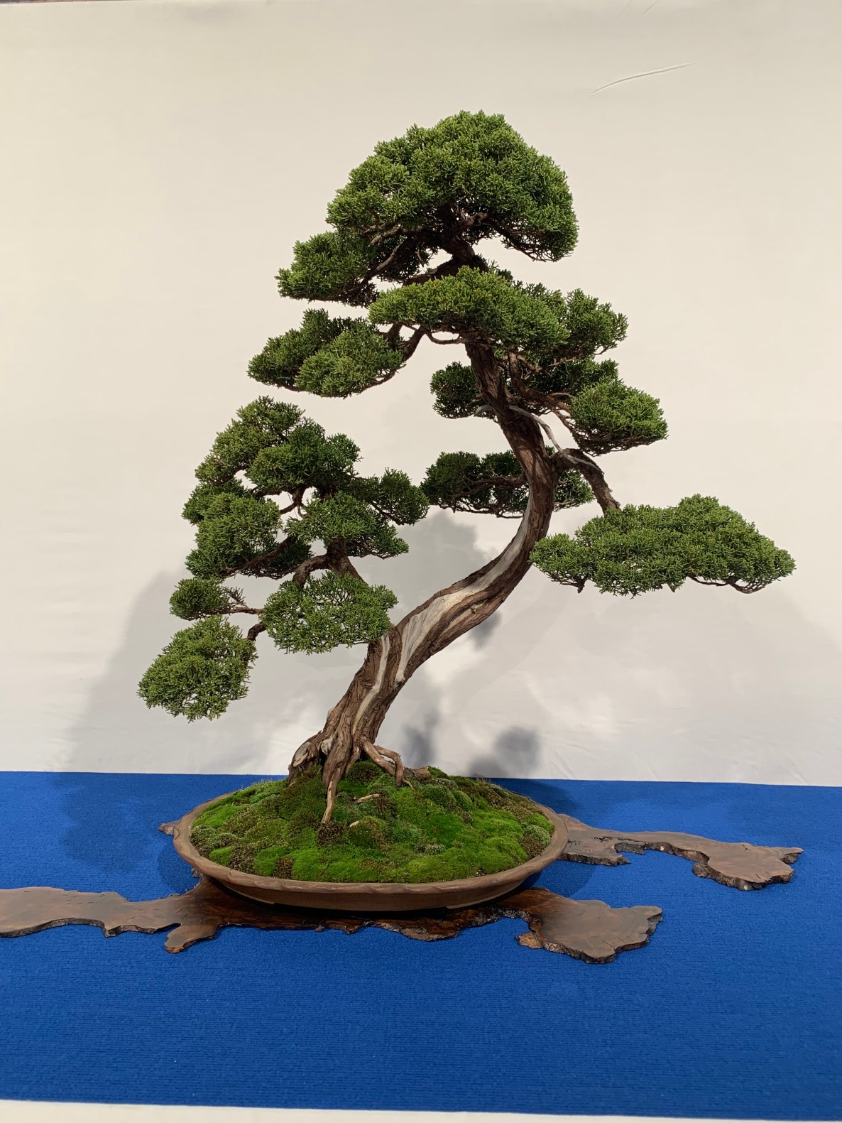 Trophy Trees | Bonsai Eejit