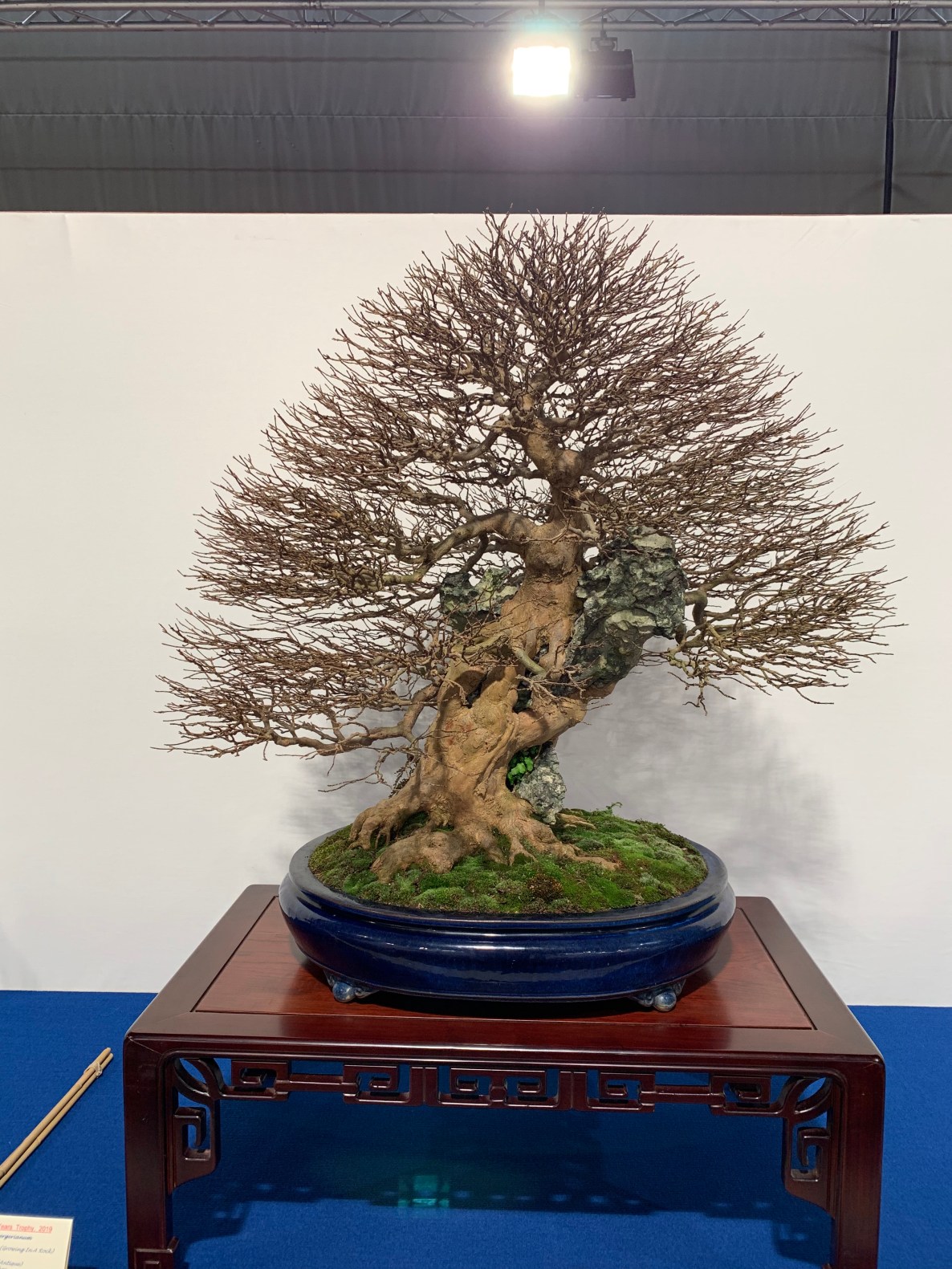 Trophy Trees | Bonsai Eejit