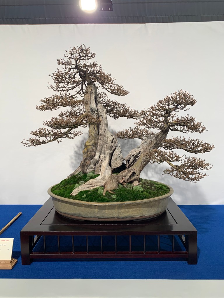 Trophy Trees | Bonsai Eejit
