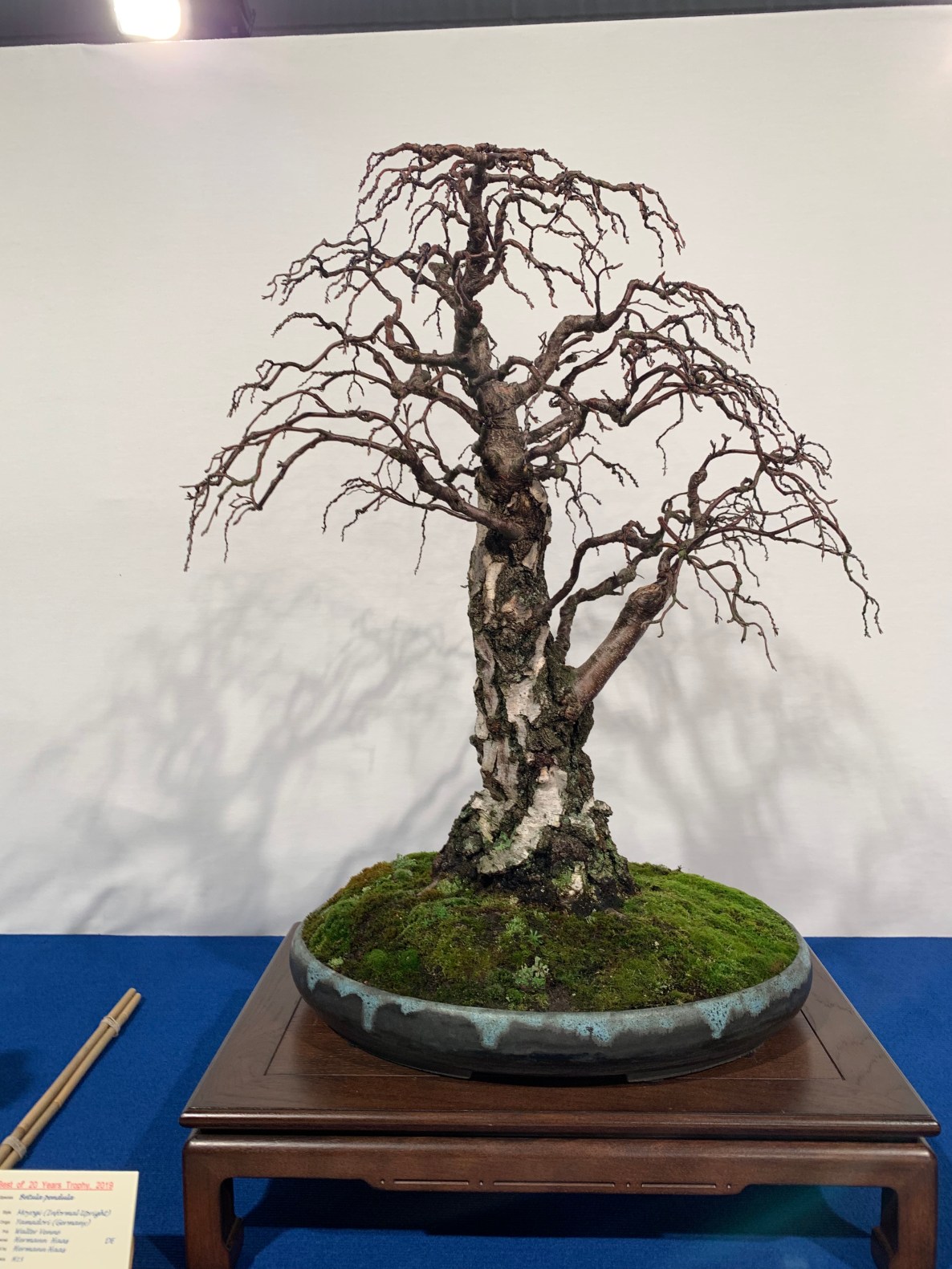 Trophy Trees | Bonsai Eejit