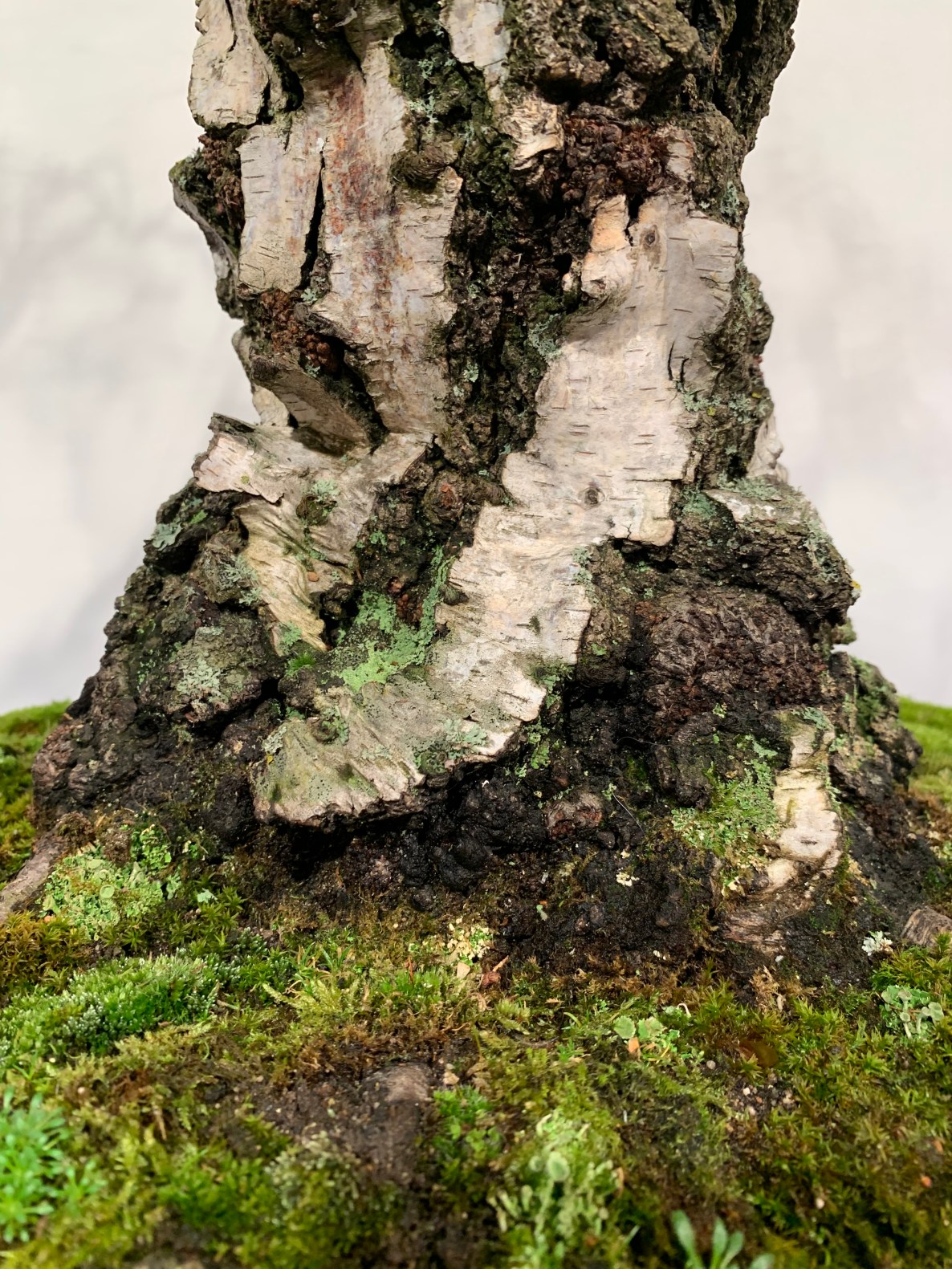 Trophy Trees | Bonsai Eejit