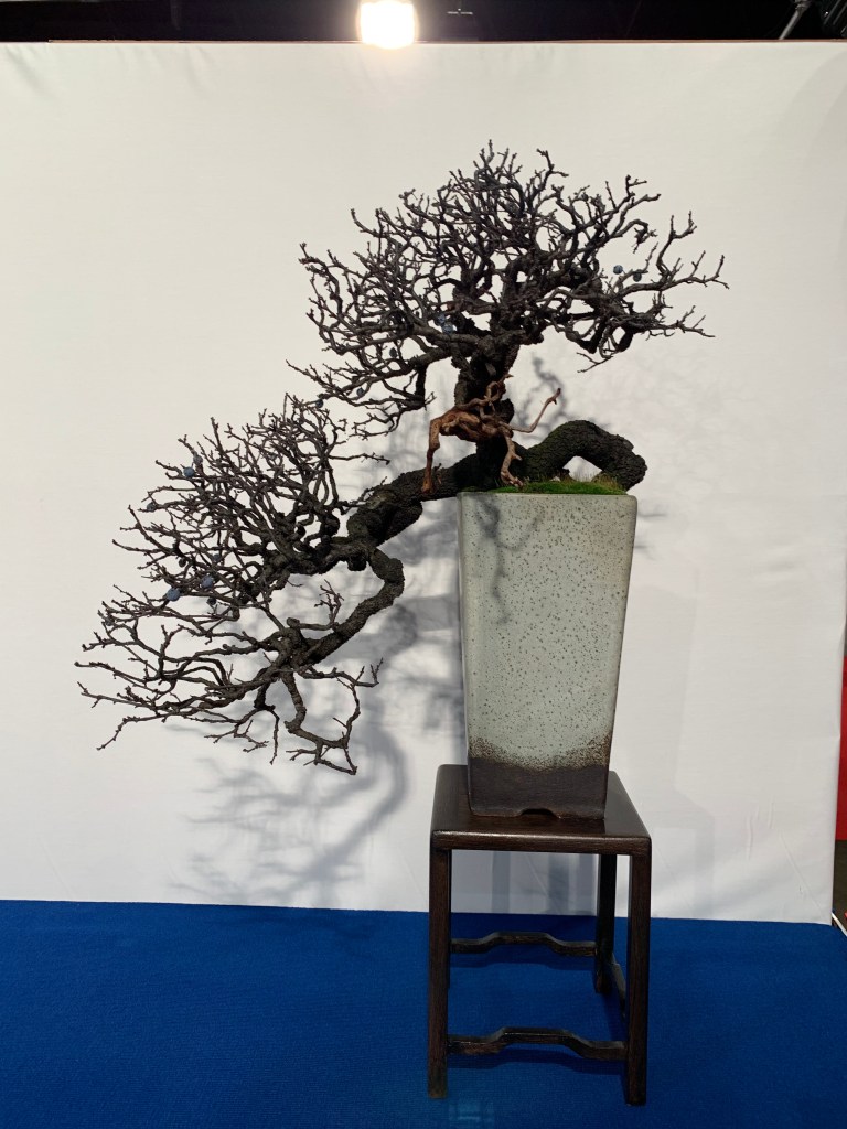 Trophy Trees | Bonsai Eejit