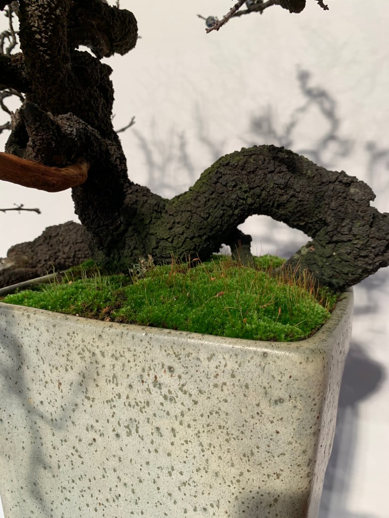 Trophy Trees | Bonsai Eejit
