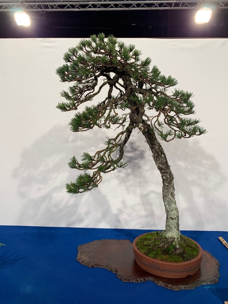 Trophy Trees | Bonsai Eejit
