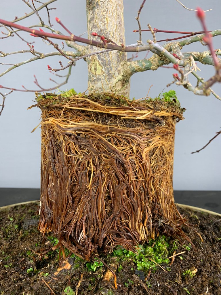 Blog | Bonsai Eejit | My on-line Bonsai Diary | Page 6