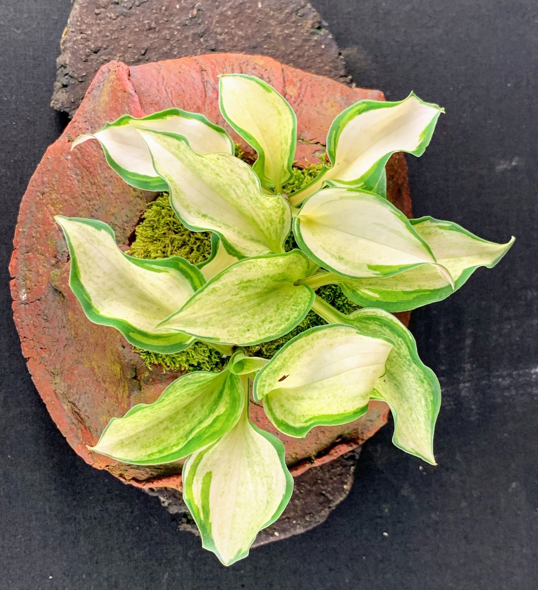 Hosta Parade | Bonsai Eejit
