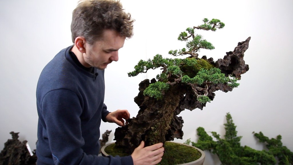 Developing Deciduous Bonsai Course | Bonsai Eejit
