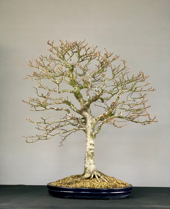 Isolation Trees | Bonsai Eejit
