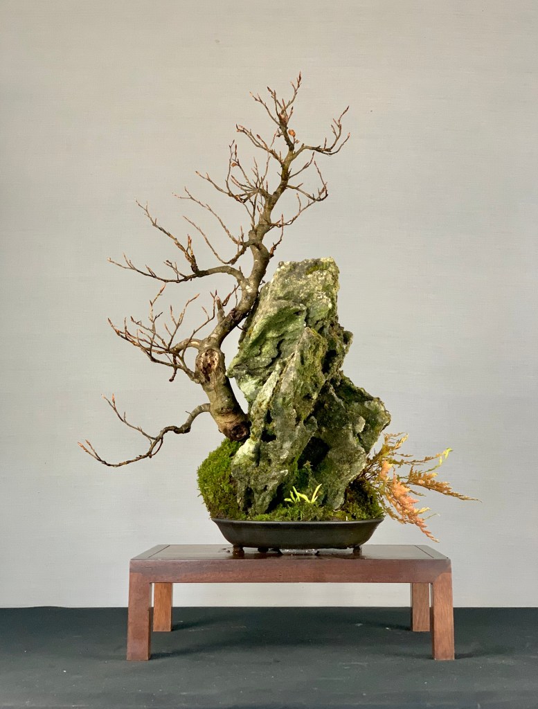 Isolation Trees | Bonsai Eejit