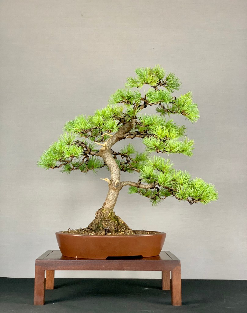 Isolation Trees | Bonsai Eejit