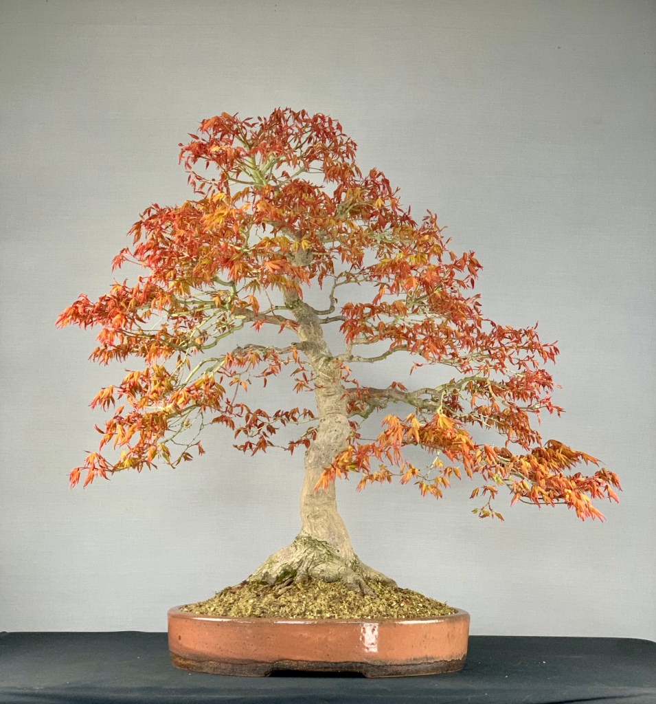 Isolation Trees | Bonsai Eejit