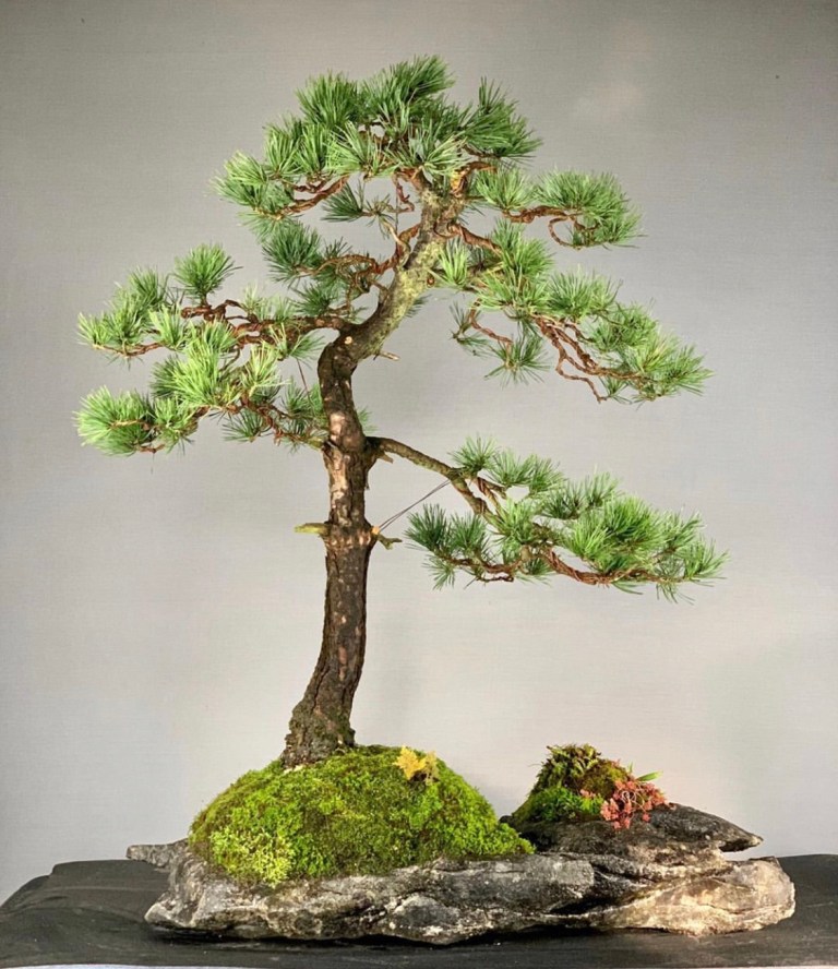 scots pine | Bonsai Eejit