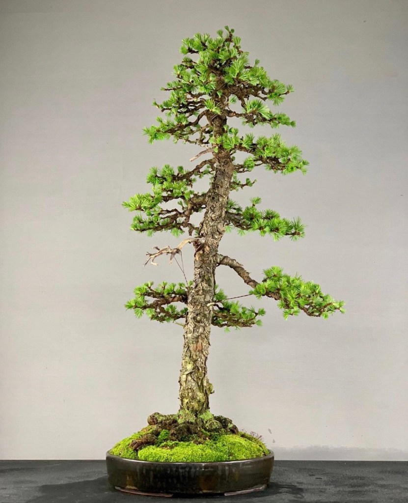 shohin | Bonsai Eejit