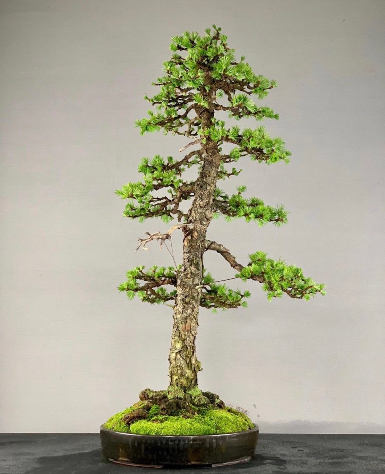 scots pine | Bonsai Eejit