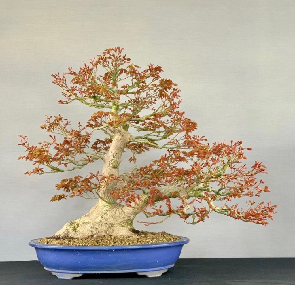 shohin | Bonsai Eejit
