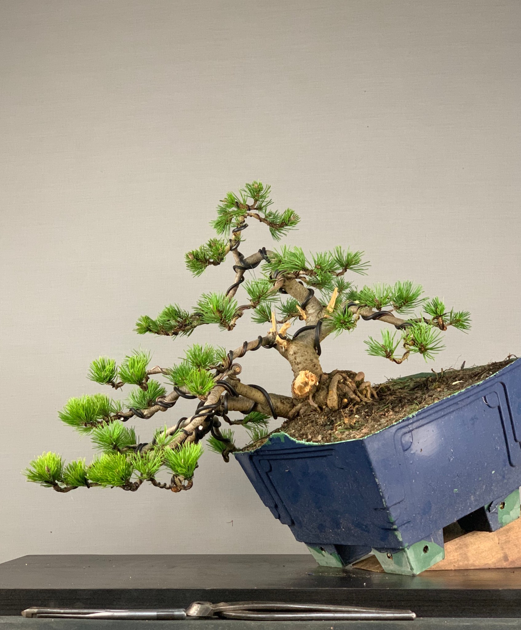 scots pine | Bonsai Eejit