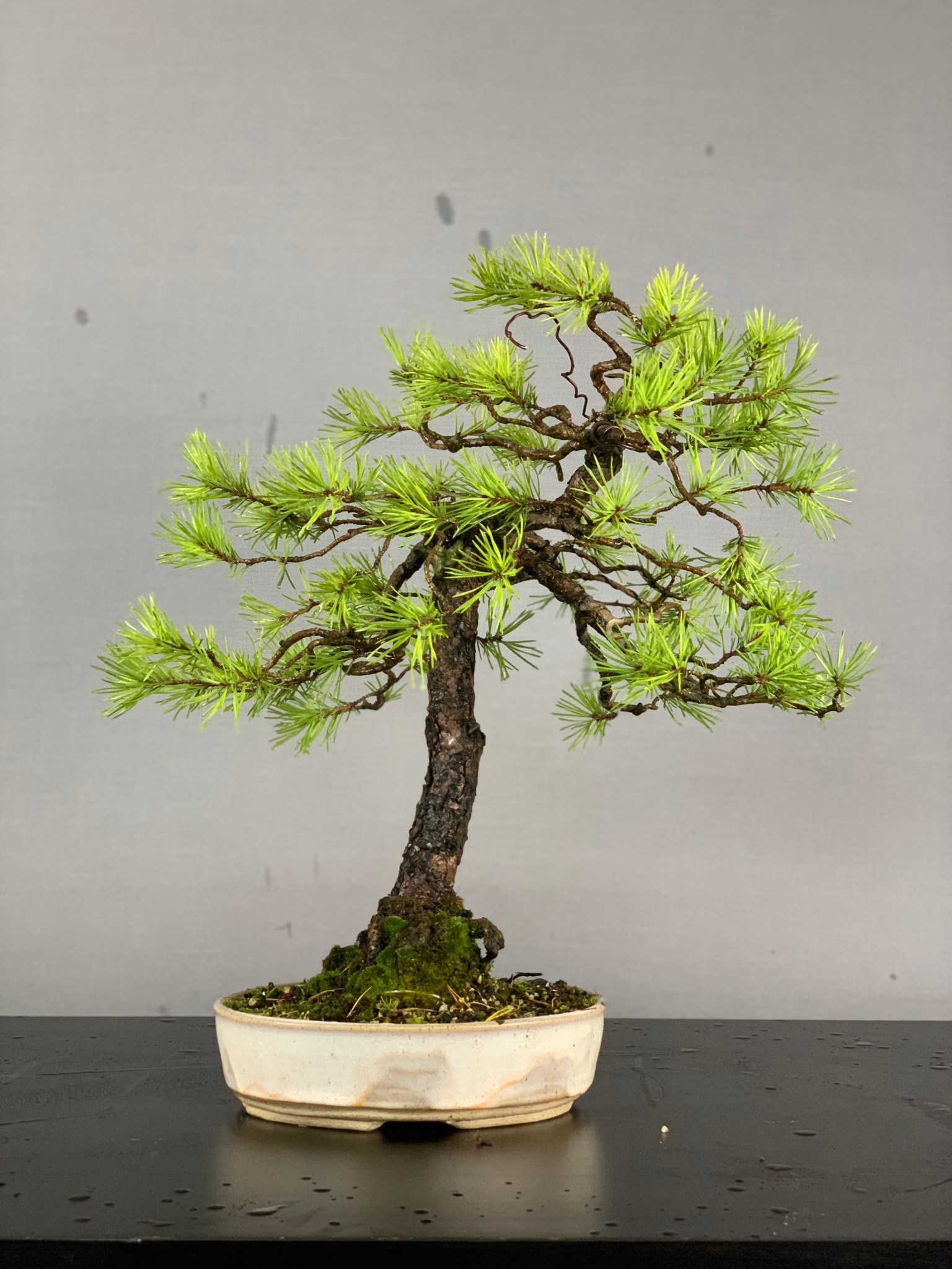 scots pine | Bonsai Eejit