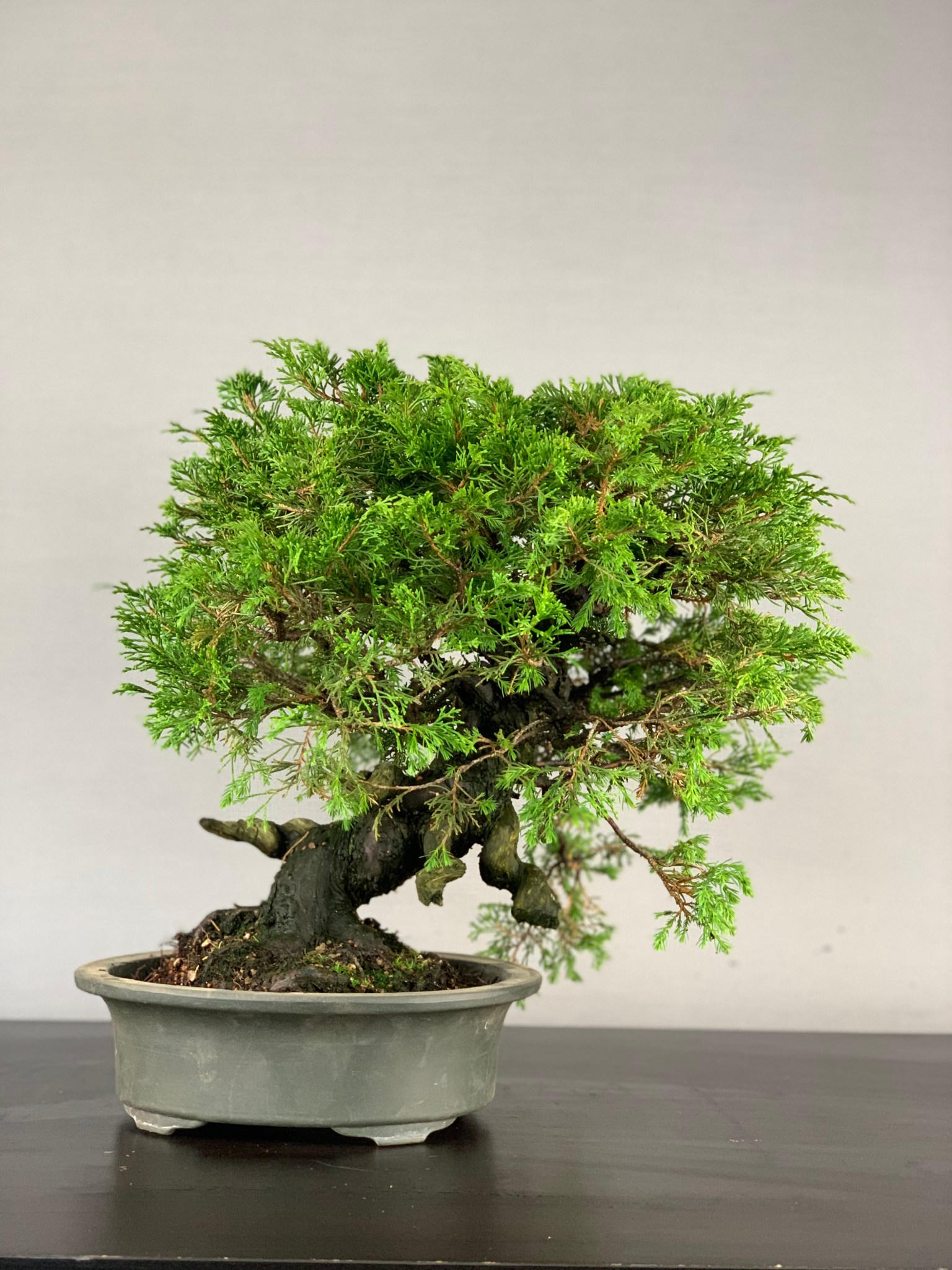 Blog | Bonsai Eejit | My on-line Bonsai Diary | Page 2