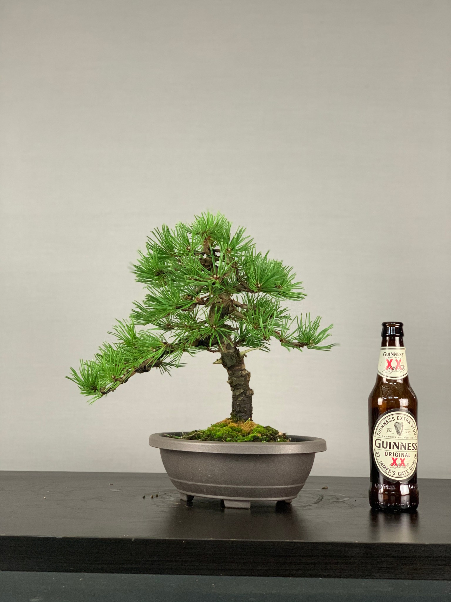 scots pine | Bonsai Eejit