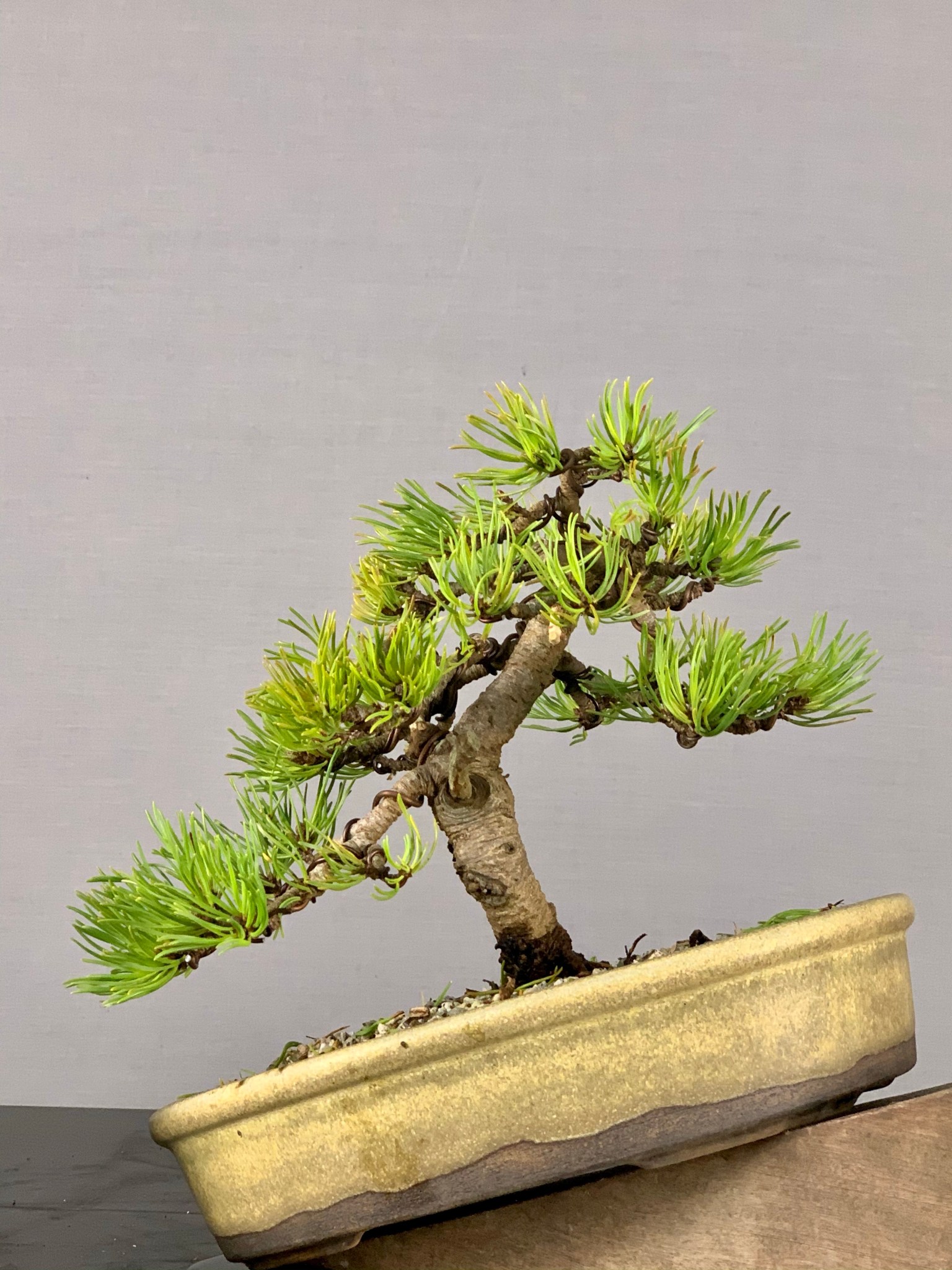 scots pine | Bonsai Eejit