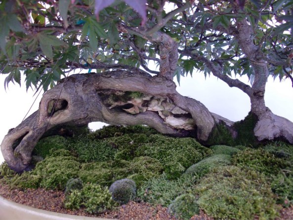 Blog | Bonsai Eejit | My on-line Bonsai Diary