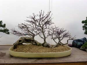 Blog | Bonsai Eejit | My on-line Bonsai Diary