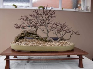 Blog | Bonsai Eejit | My on-line Bonsai Diary